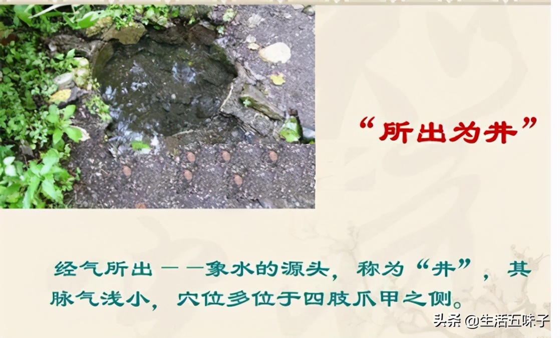 Special acupoints in the twelve zang-fu organs-Wushu acupoints - iNEWS