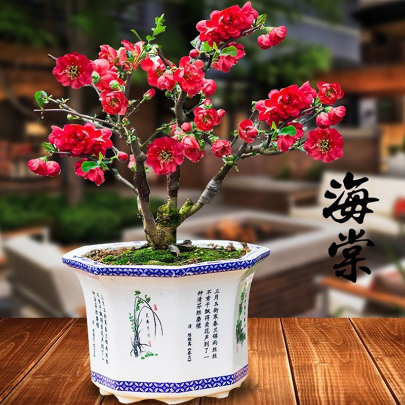 5 types of "auspicious trees", easy to maintain and longevity, one tree ...