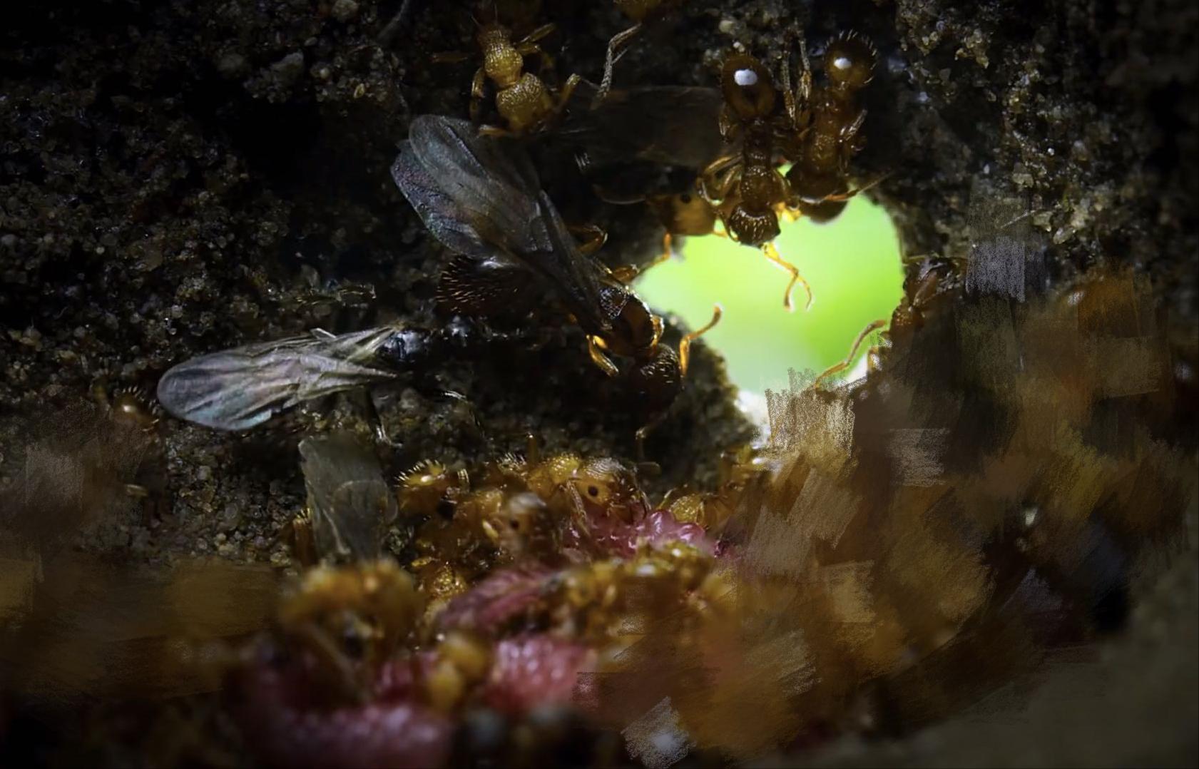 The blue butterfly larvae disguised as queens to enslave the ants, but ...