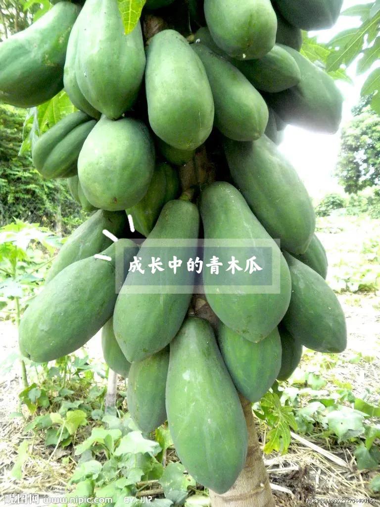 Elaborate papaya stewed snow clams - iNEWS