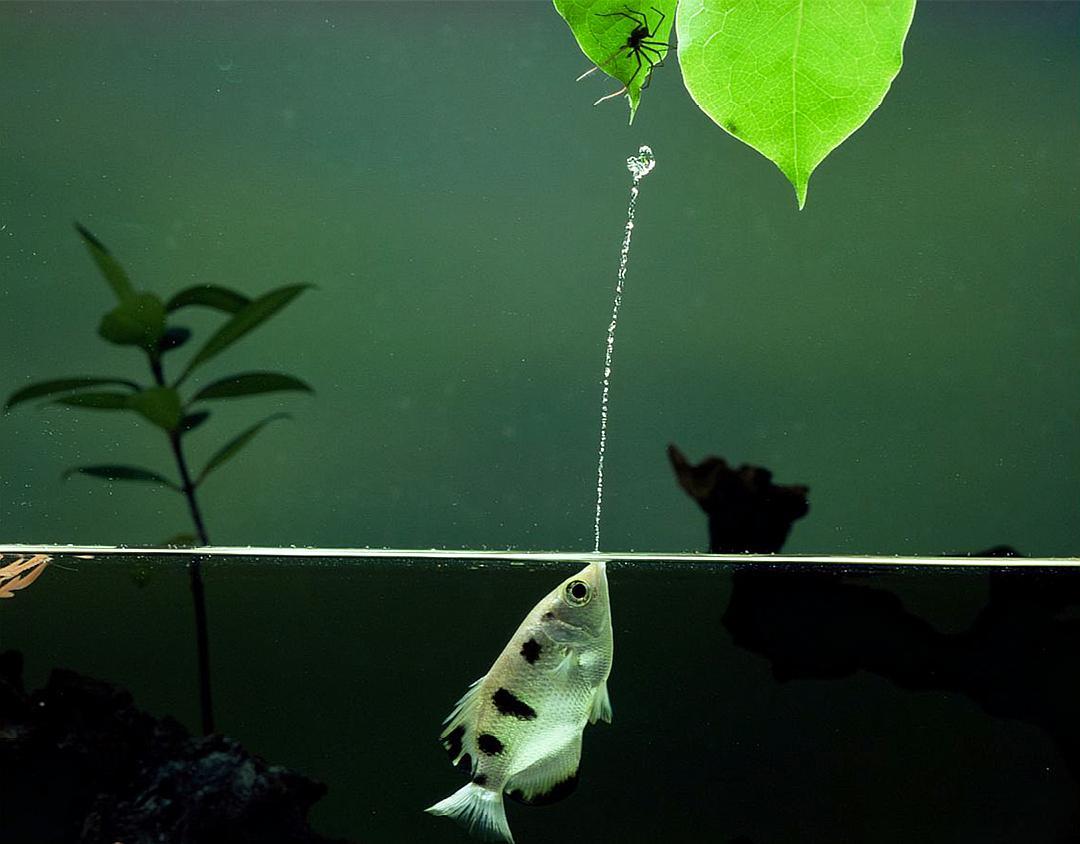 The water-shooting fish completes the hunt in 4% of the second, and the ...