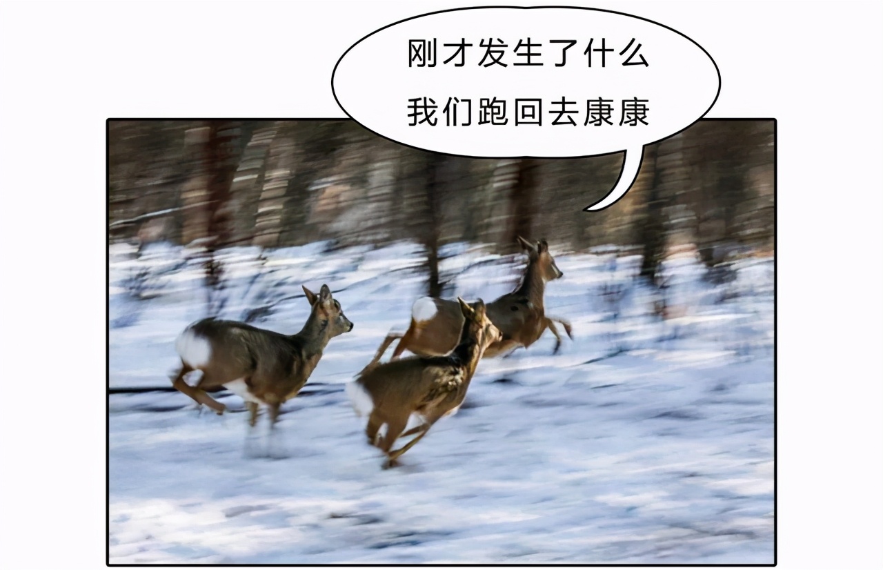 How stupid is a silly roe deer? Why are such silly animals not extinct ...