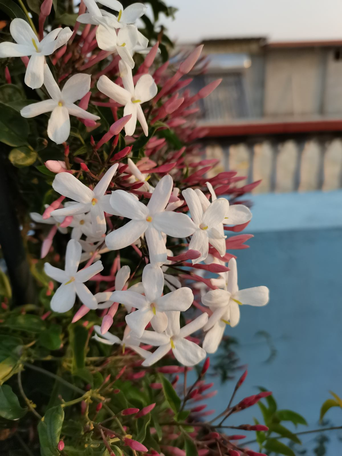 3 bad habits of growing flowers, you must quickly get rid of them, or ...