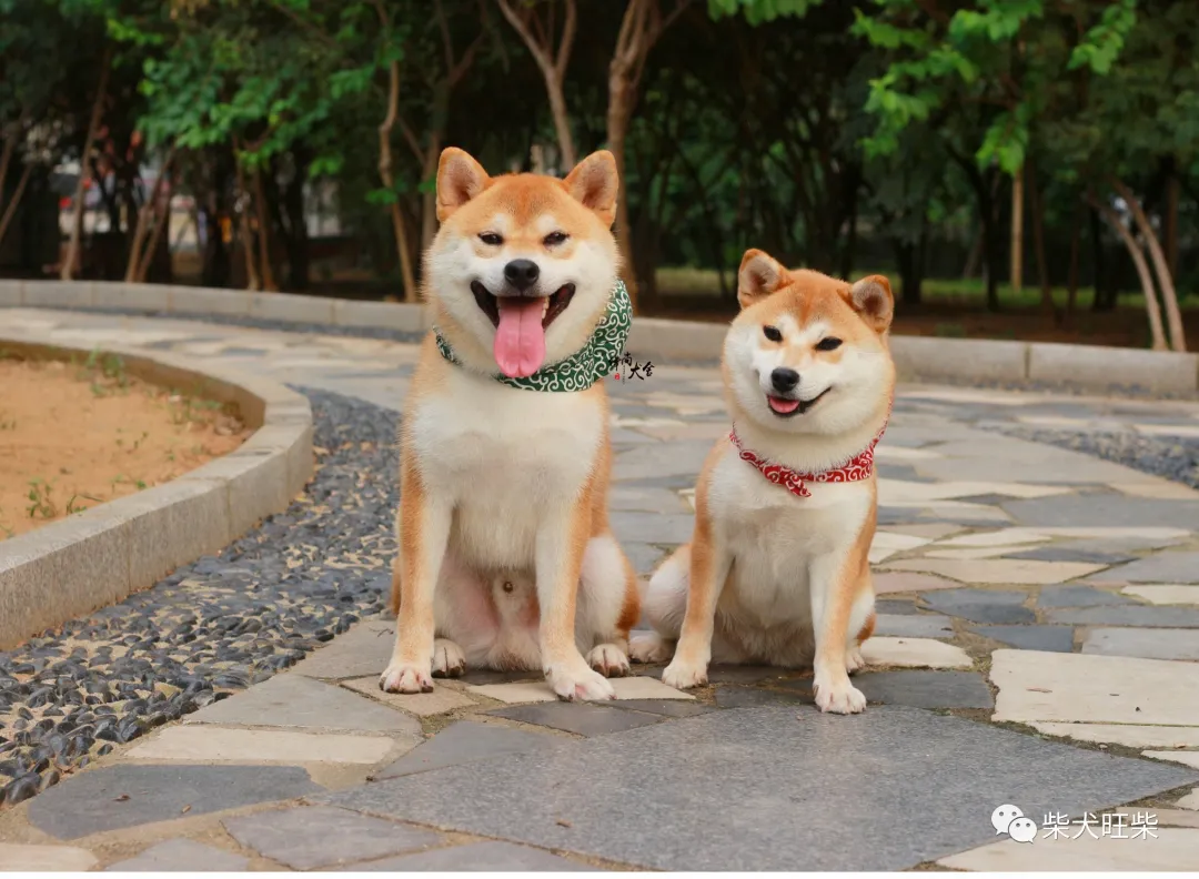 Shiba Inu Breeding Guide: Are you ready to raise this emoji pack? - iNEWS