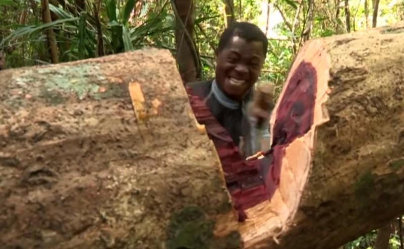 A real shot of the entire process of smuggling African red sandalwood ...