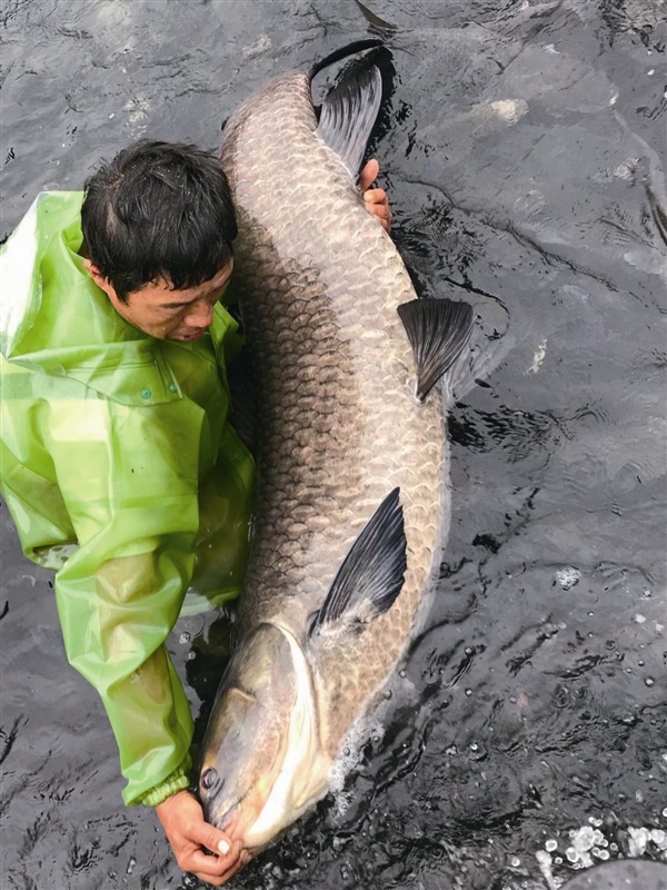 The reservoir with the most fish in Wenzhou has a 1.7-meter fish king weighing 140 jin - iNEWS