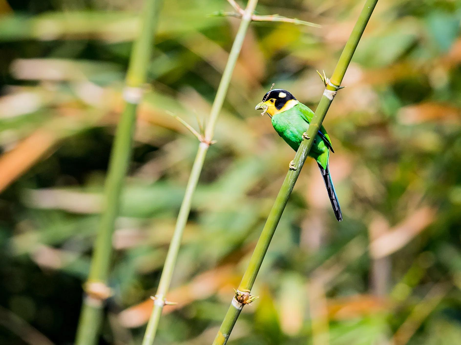 Long-tailed Broadbill - iNEWS