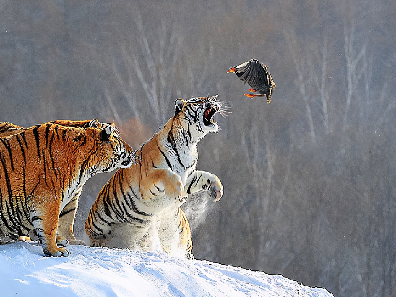 If there are Siberian tigers again, will it cause harm to people?Why do ...