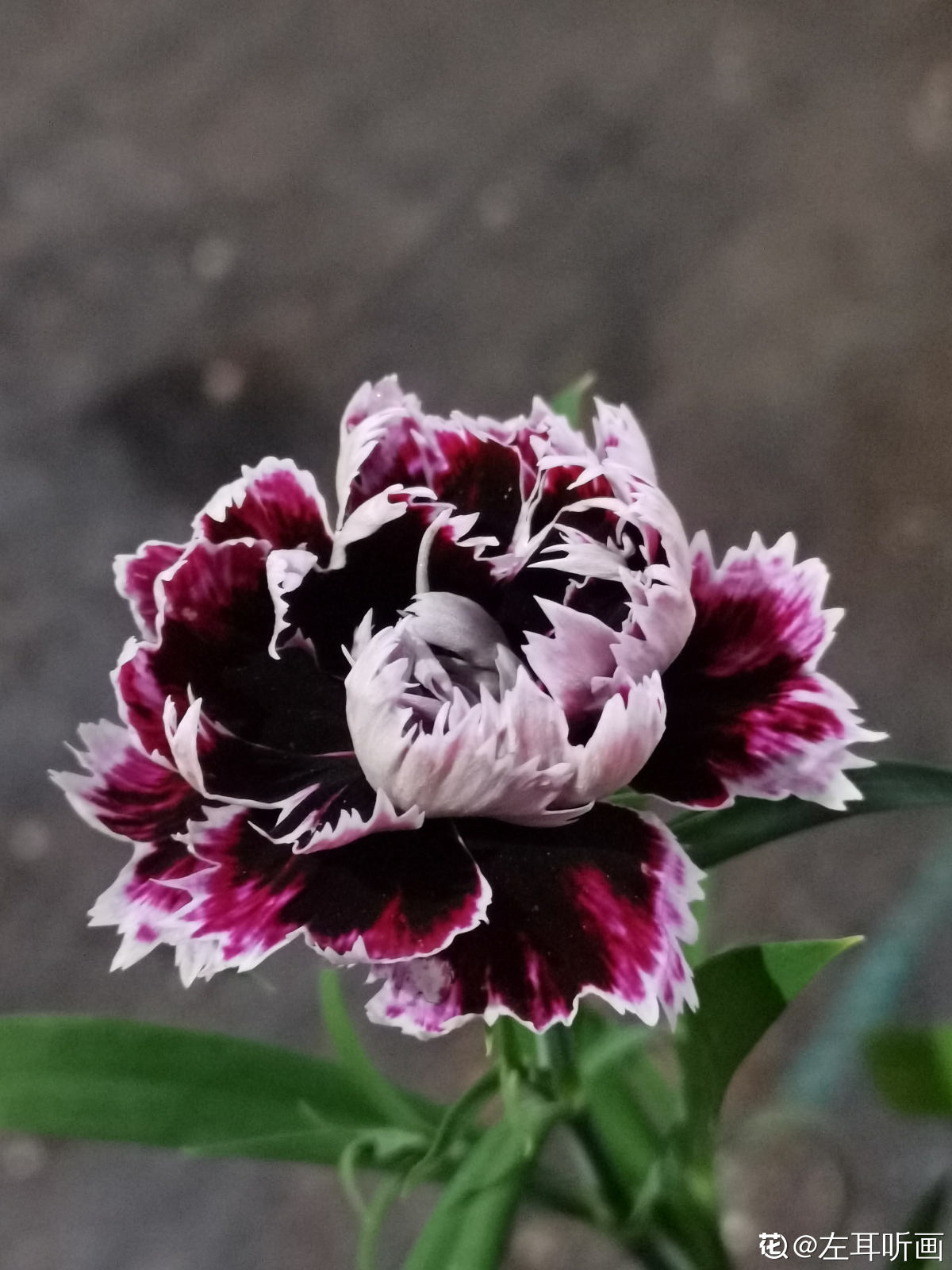 3 bad habits of growing flowers, you must quickly get rid of them, or ...