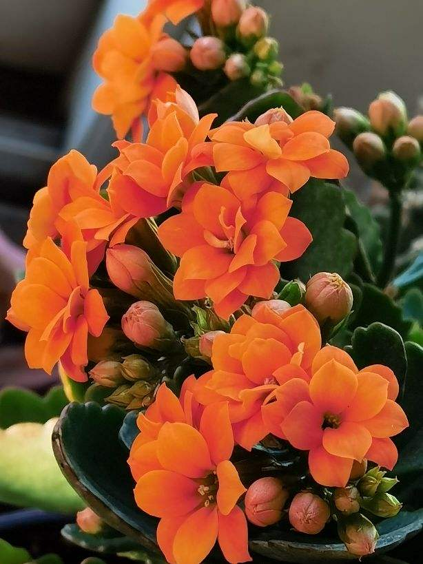 The emerging fitness method in the 21st century is to grow flowers ...