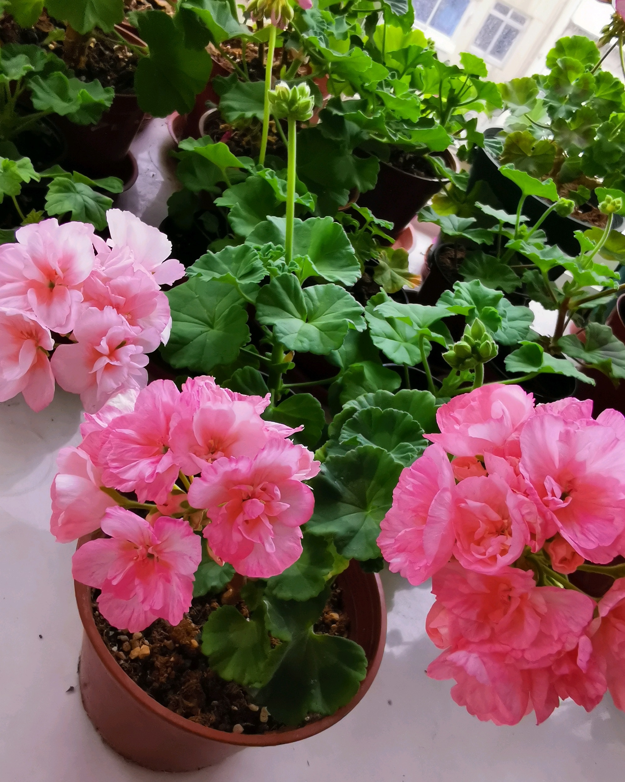 The "princess" of the geranium world, with high appearance and easy ...