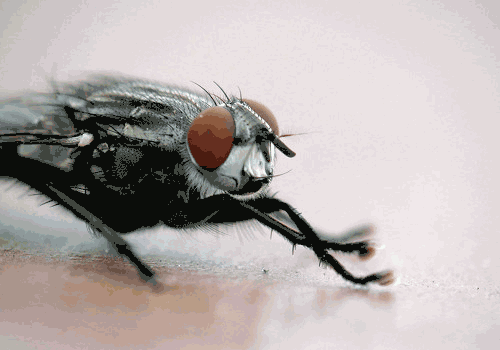 Why would a fly twist its head off to play?How long can headless flies ...