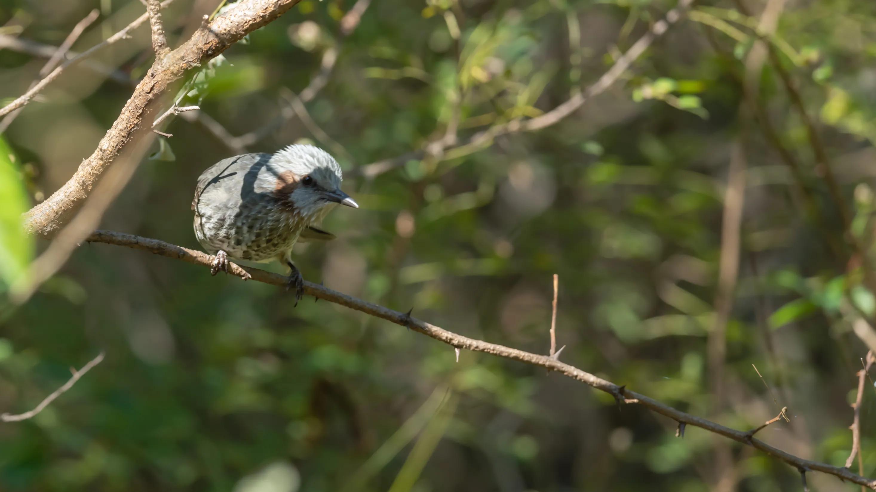 Chestnut-eared Bulbul - iNEWS