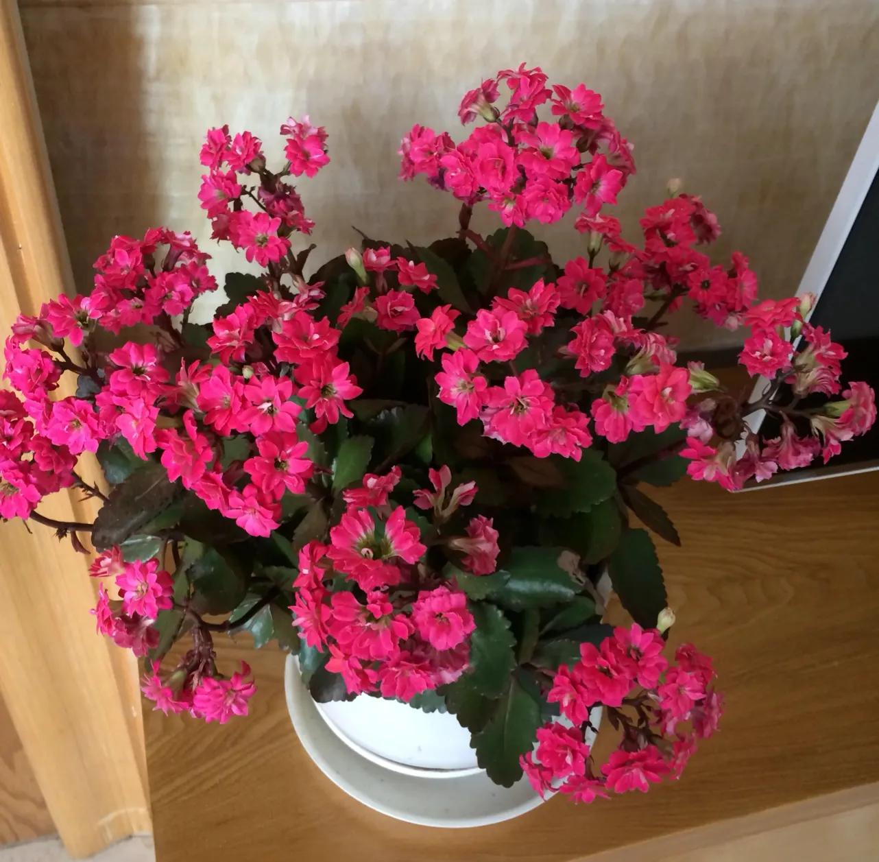Flowers and plants placed indoors after the summer - iNEWS