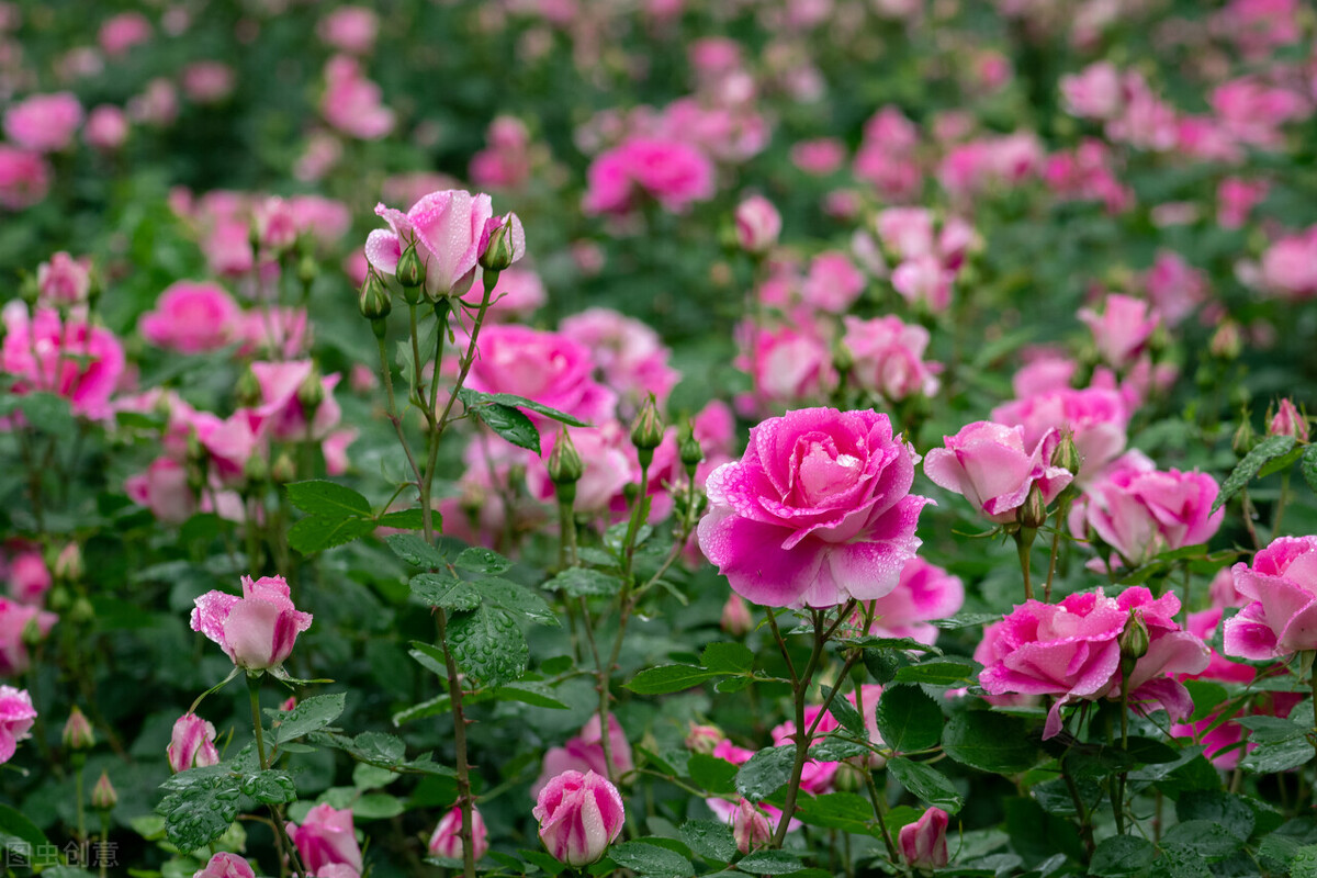 Seven classifications of rose varieties - iMedia