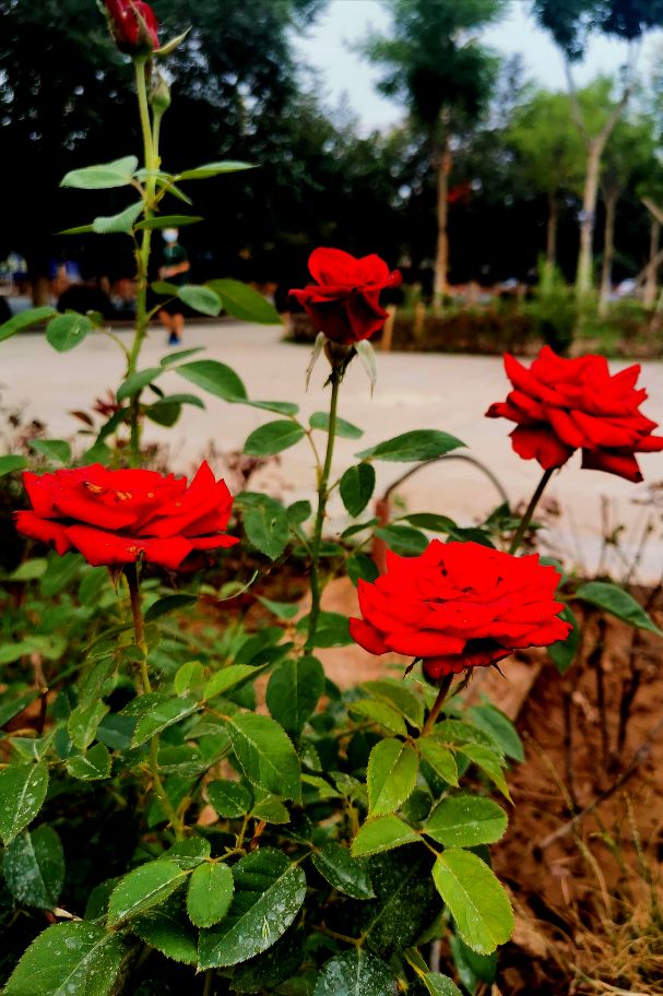 Rose Flower Selection - iNEWS