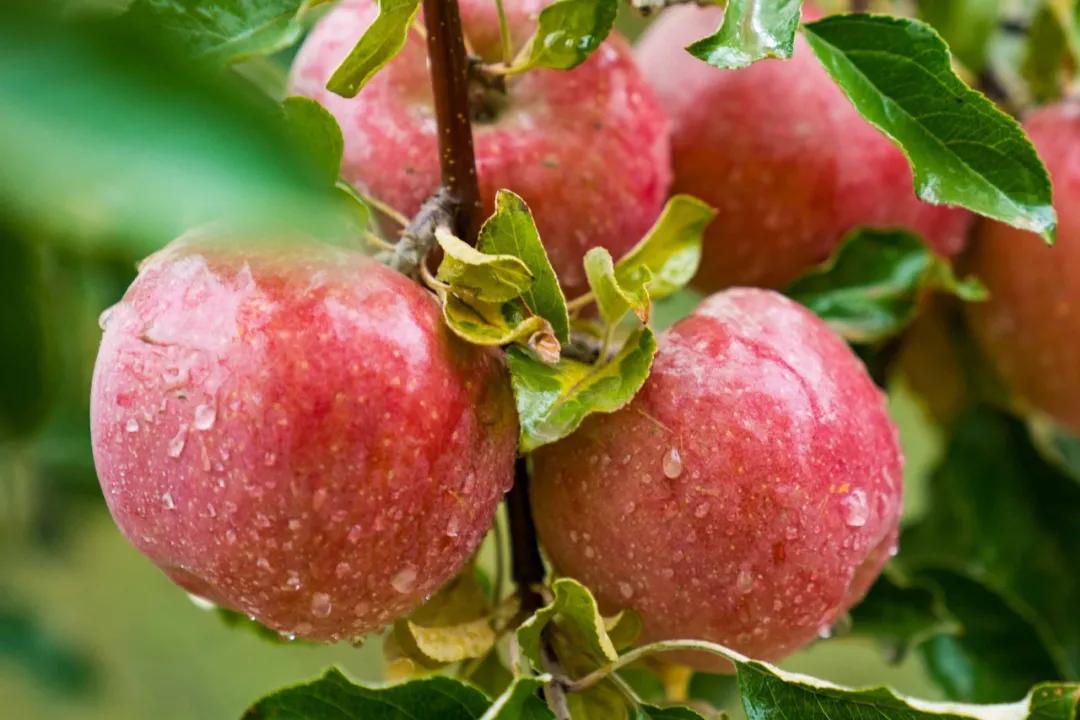 Chenyi Story: Xinjiang Aksu Apples——Why do you have to eat Aksu once ...