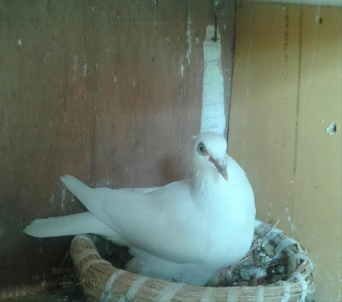 What to do if the young pigeons have a low survival rate and poor ...