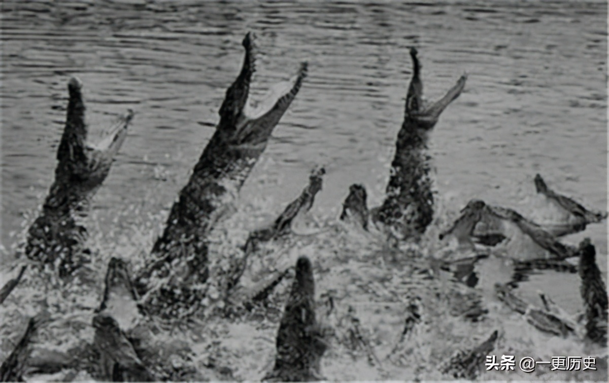 In the Battle of Langley Island, the crocodiles ate more than 1,000 ...