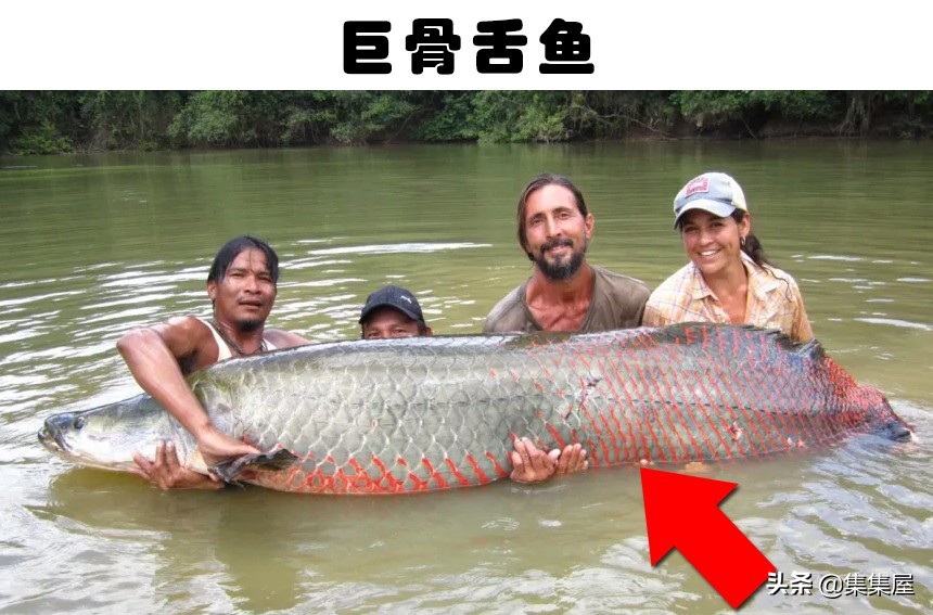 Strange discoveries in the Amazon: 10 strange creatures discovered in the Amazon over the years ...