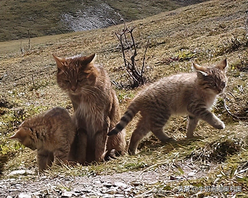 China's truly unique breed of cat-desert cat - iNEWS