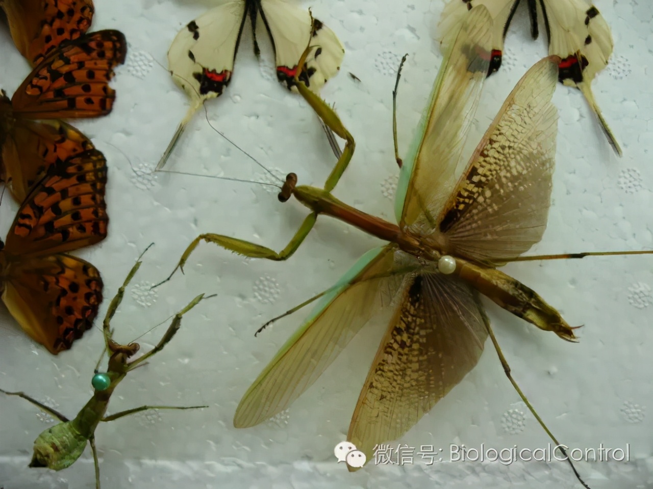 Beneficial Insects for Agriculture-Chinese Praying Mantis - iMedia