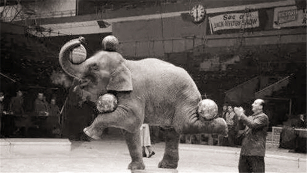 What crime did the only elephant that was hanged by humans committed ...