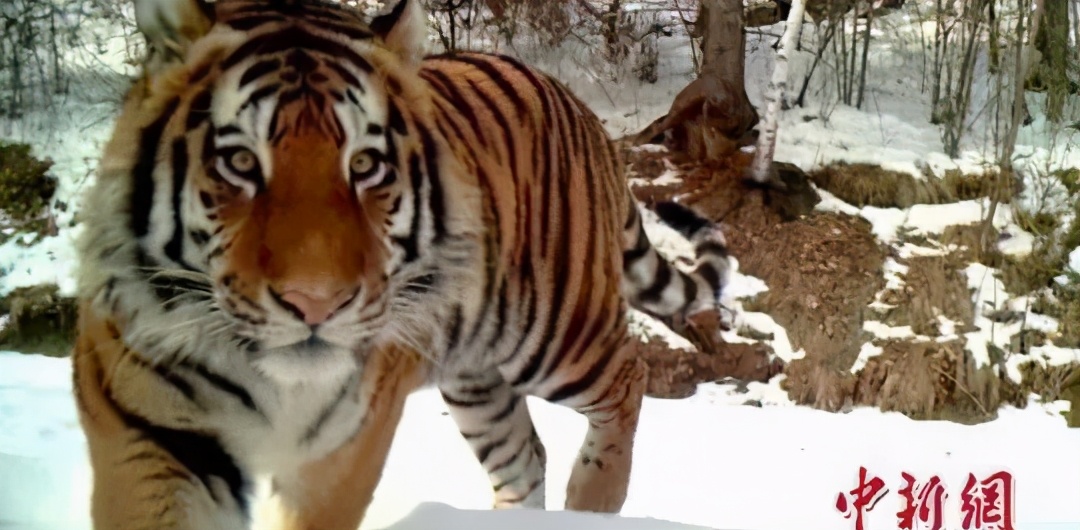 The Hanshi Fat Tiger was watched by 1 million netizens after "going ...