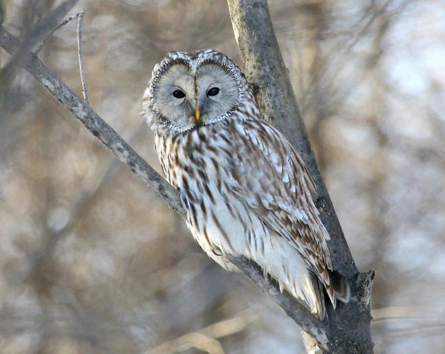 A cute face, but fierce in reality, a photo album of 30 kinds of owls ...