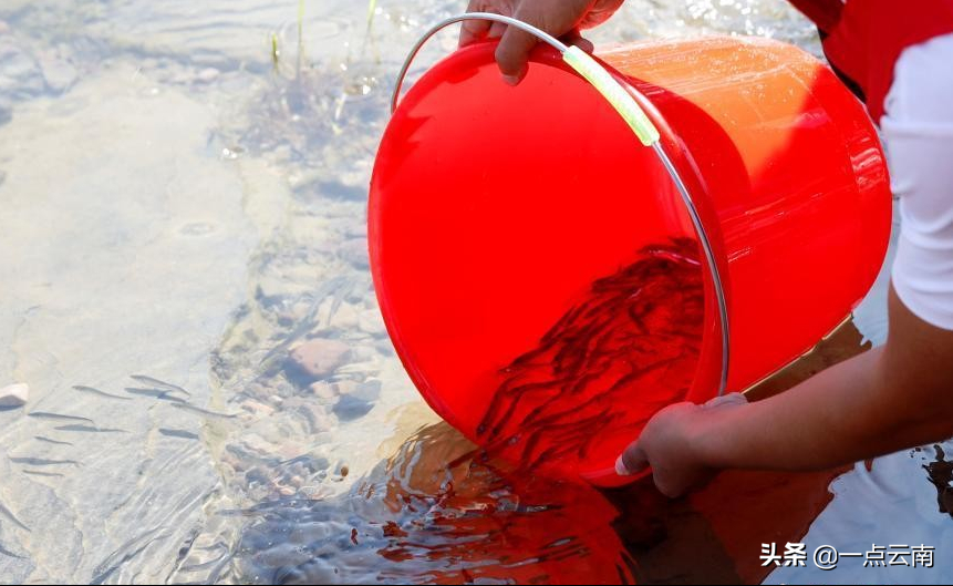 The past and present of Yunnan Kanglang fish: 40 years ago, "bringing ...