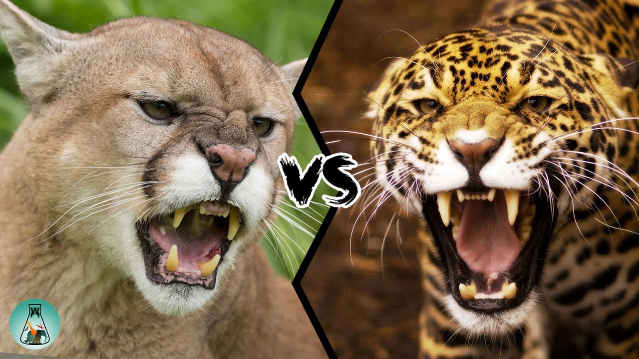 Leopard vs. Cougar, who is the most vicious killer of big cats? - iNEWS