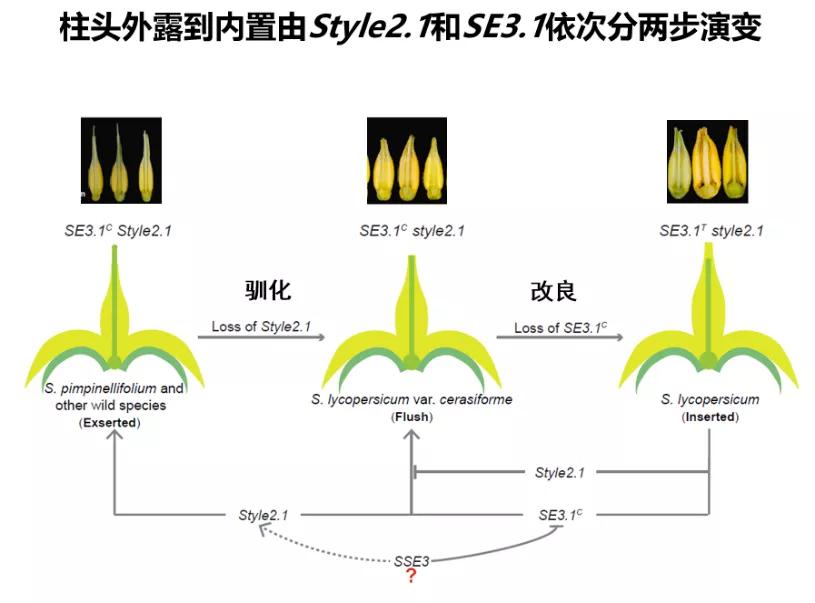 The Huazhong Agricultural University tomato team reveals the molecular ...