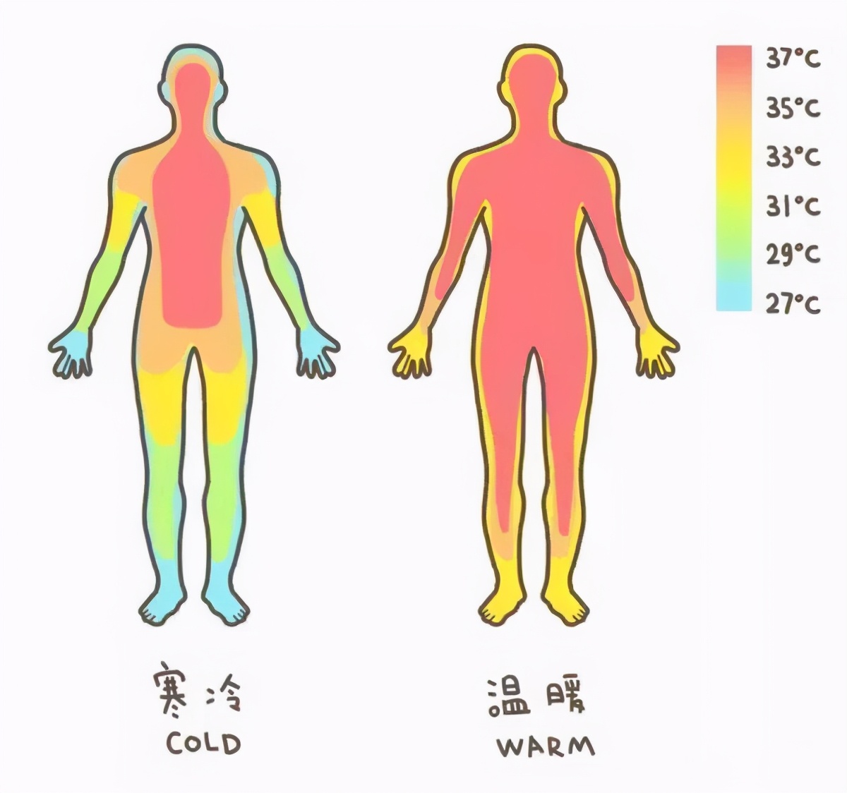 Less than 37°C! Scientists have discovered that the body temperature is ...