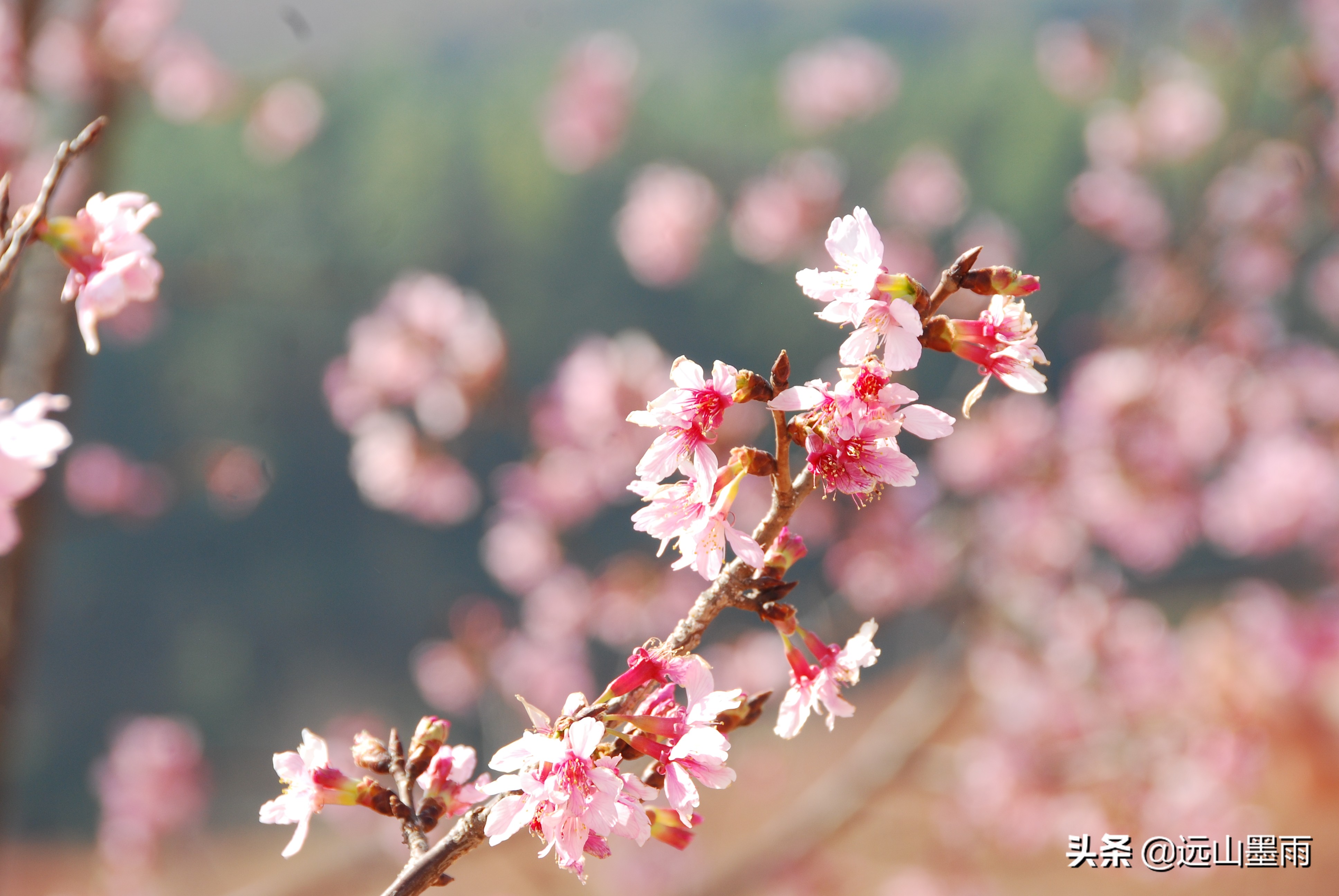 In Kunming, where to enjoy cherry blossoms in early spring and February ...