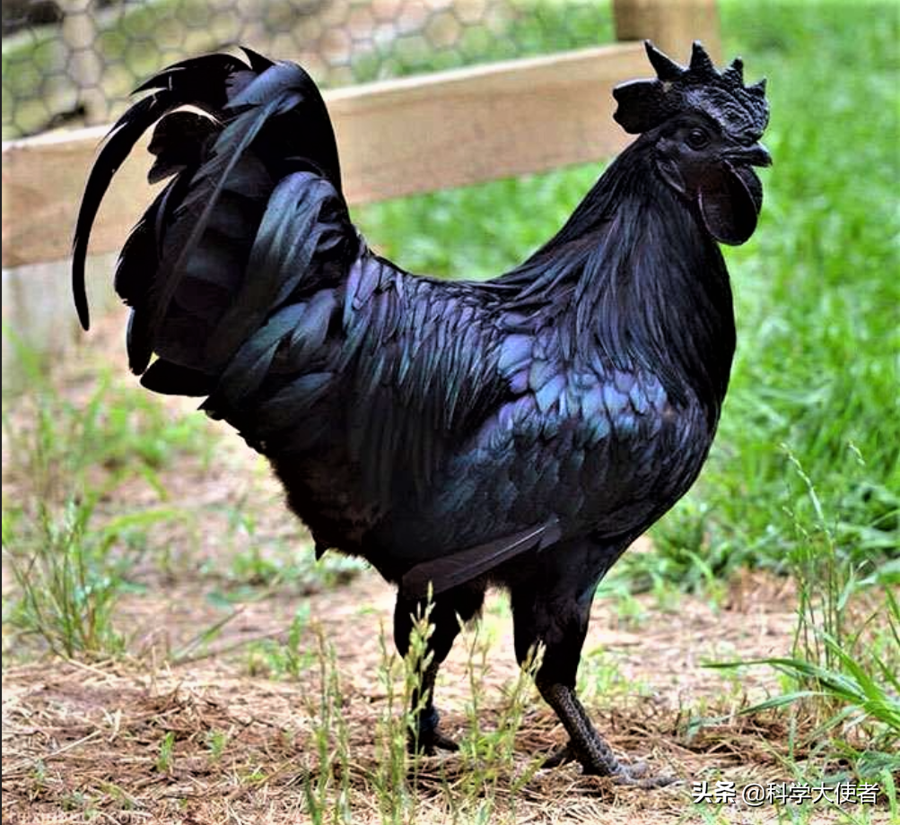 Indonesia's rare "Lamborghini chicken": worth up to 16,000, collectors ...