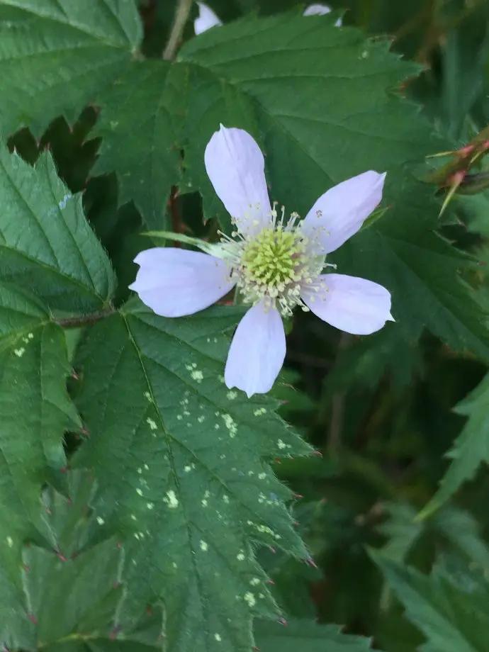 "Hundred Flowers Collection" (216) - iNEWS