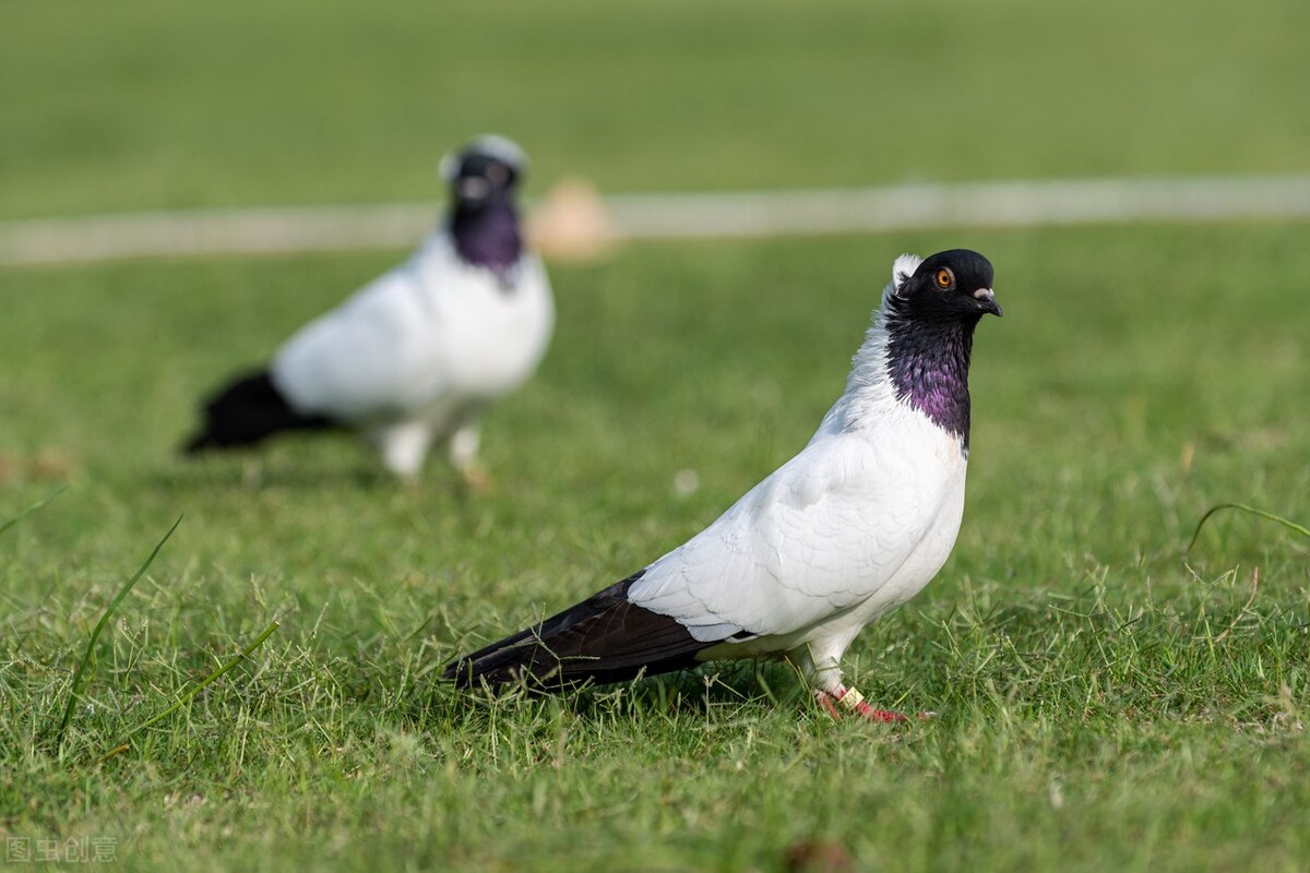 How to treat a single eye cold in pigeons How to deal with a single eye ...