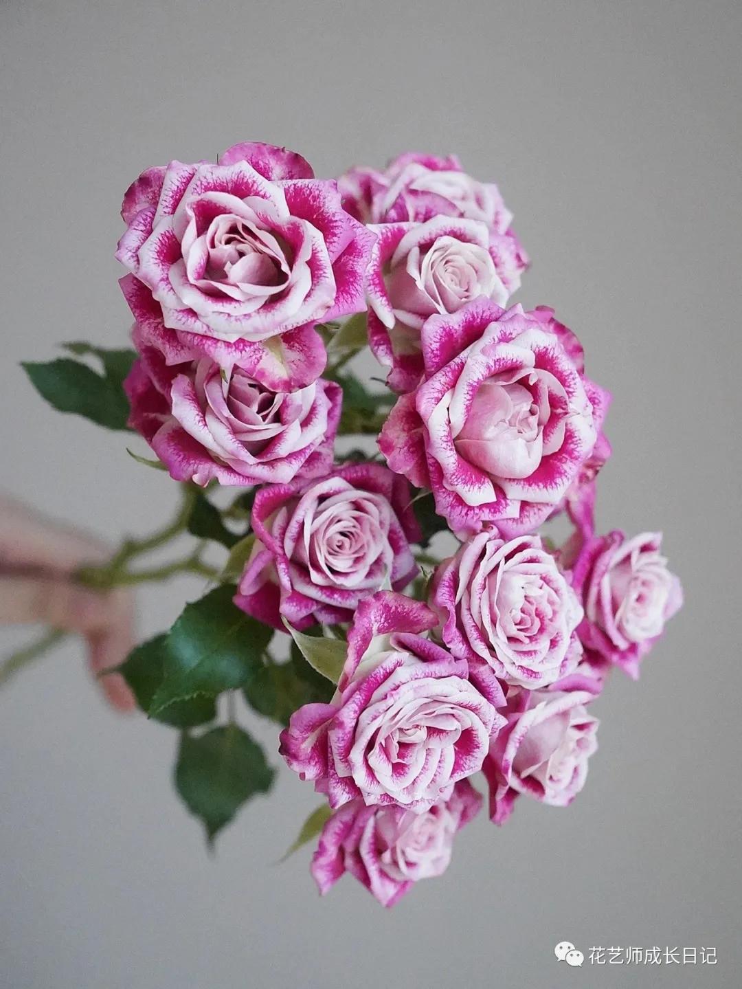 Oil painting style rose flinders lane, retro roses soaked in oil paint ...