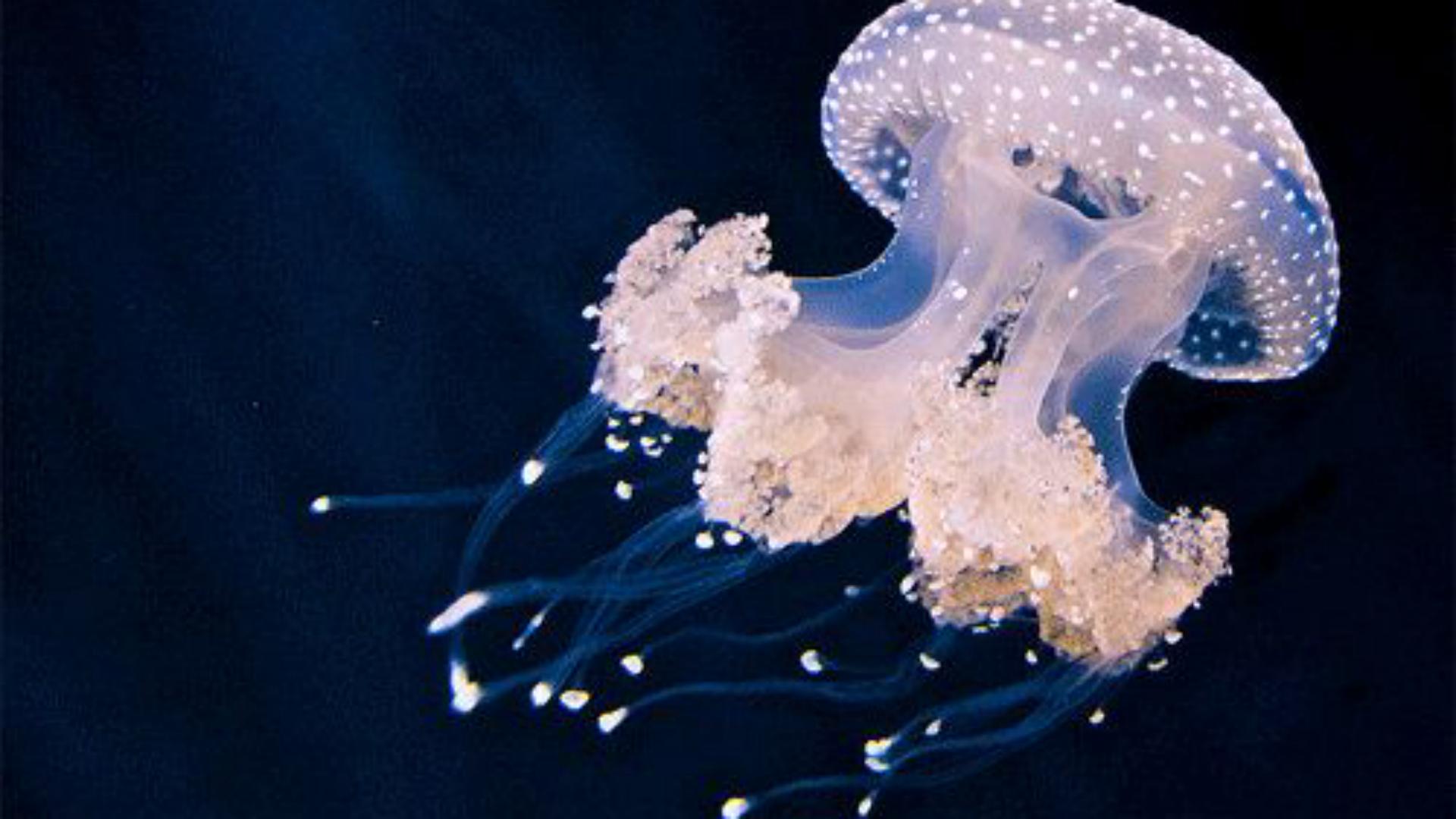 Is it immortality?Still rejuvenating?Decrypt "undead"-lighthouse ...