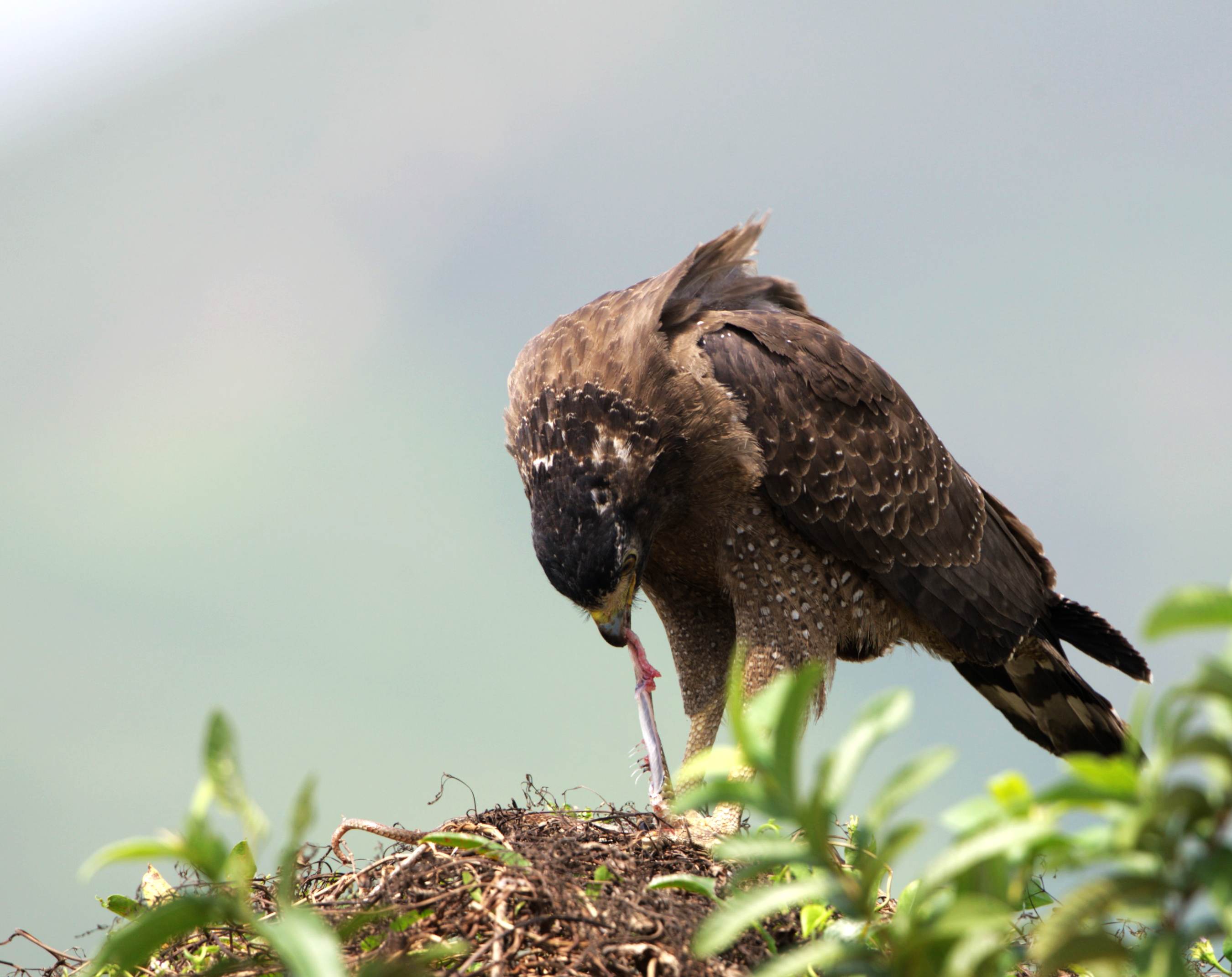 The nemesis of the African venomous snake: Secretary Eagle dances the ...
