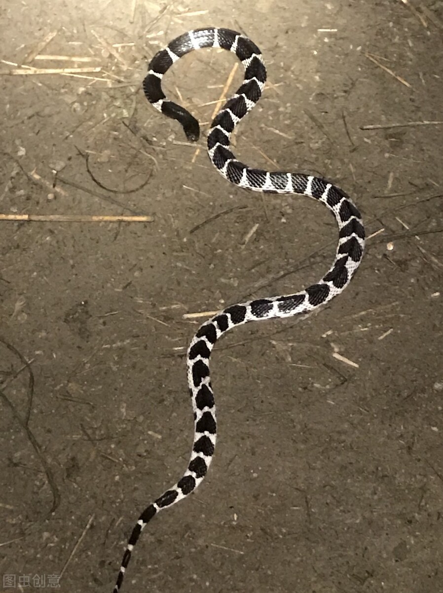 Coral snake, Zhoushan cobra and five step snake, who is the brother of ...