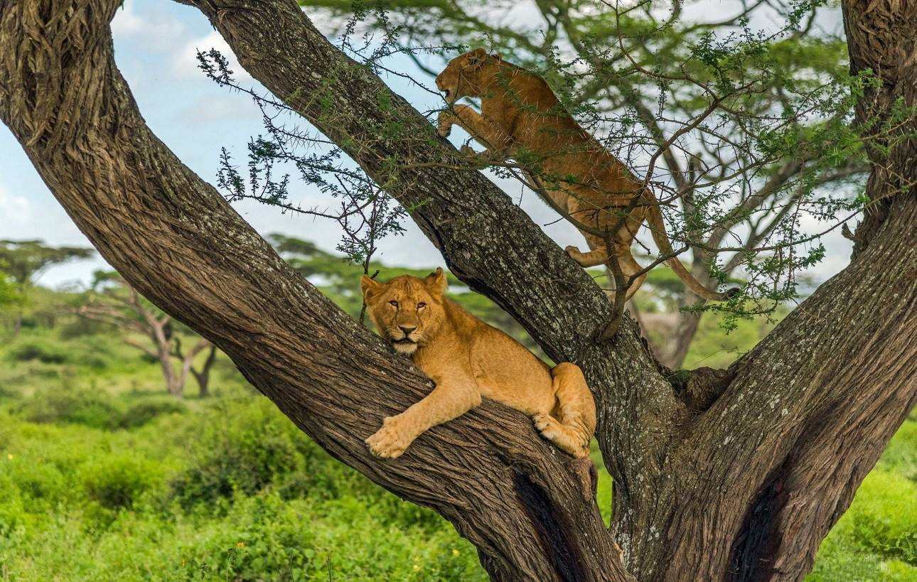 Why does a male lion have 1 cm long barbs, so it deliberately scratches ...