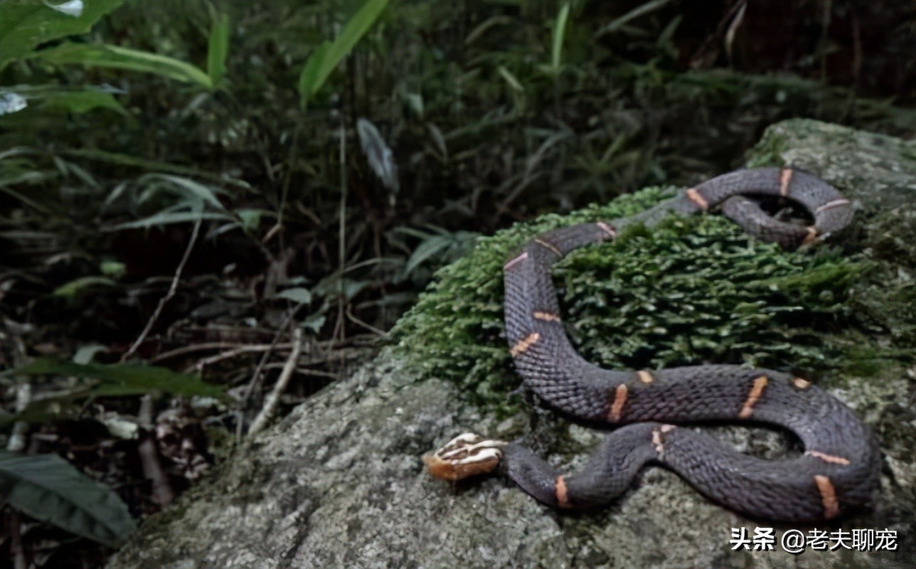 The "Giant Panda" snake in the poisonous snake industry, has a "hunger ...