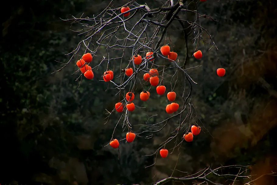 The sweet temptation of persimmons - iNEWS