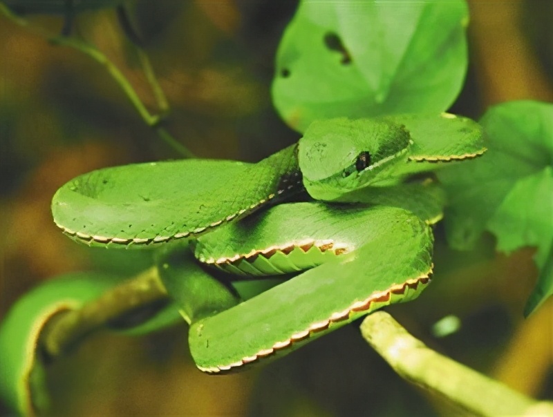 Bamboo Leaf Green Snake: The top hidden master of snakes, both a ...