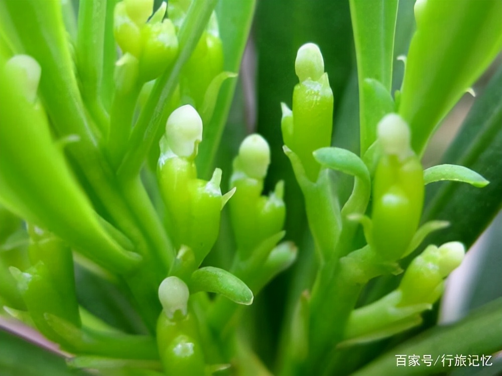 Arhat grows on the tree?Yes!Not only long arhats, but also green arhats ...