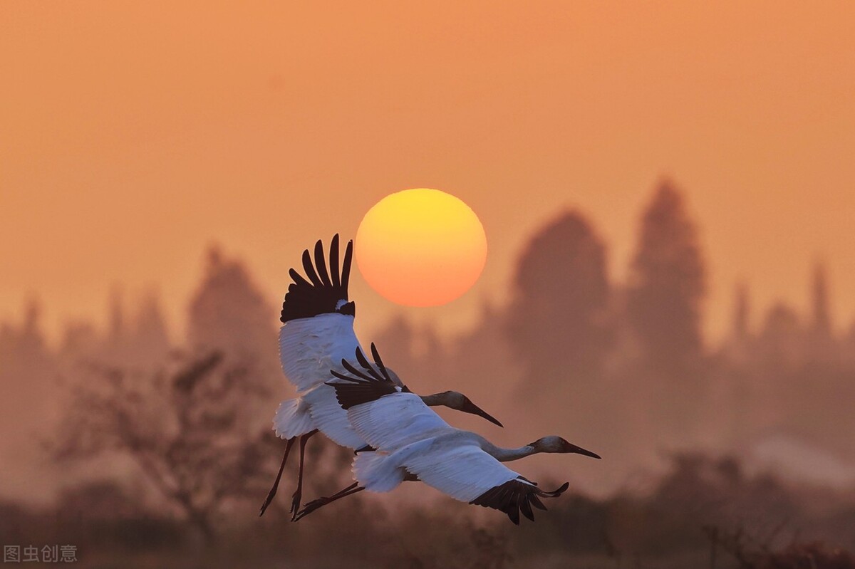 After seeing the red-crowned crane up close in Inner Mongolia, I ...