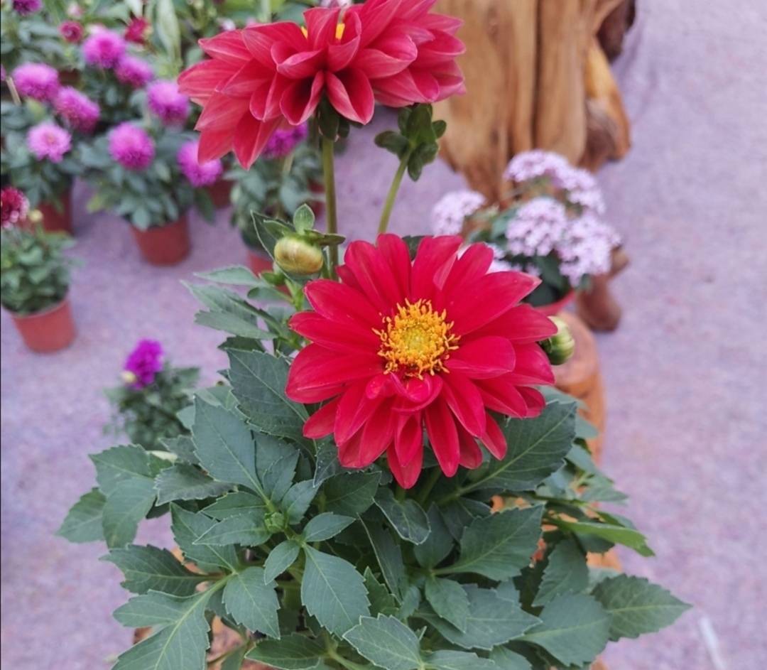 1 kind of flowers are grown in the yard, the flowers are huge and ...