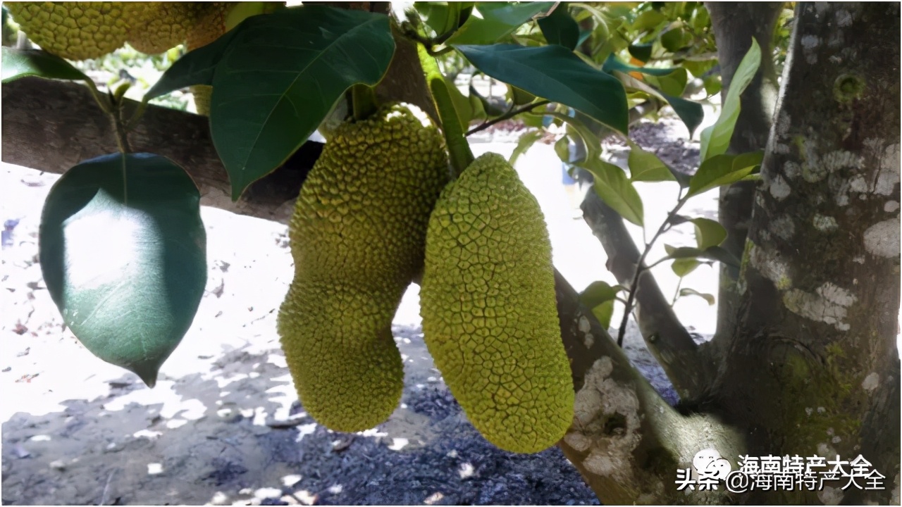 Introduction to Hainan Tropical Fruits (Part 3) - iNEWS