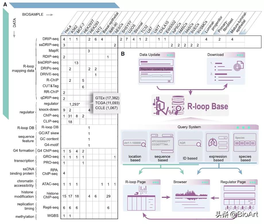 Chen Jiayu/Chen Liang collaborated to establish an expert database of R-loop genome-wide ...